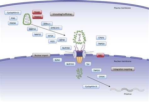 Figure 2 From Capsid Dependent Host Factors In Hiv 1 Infection