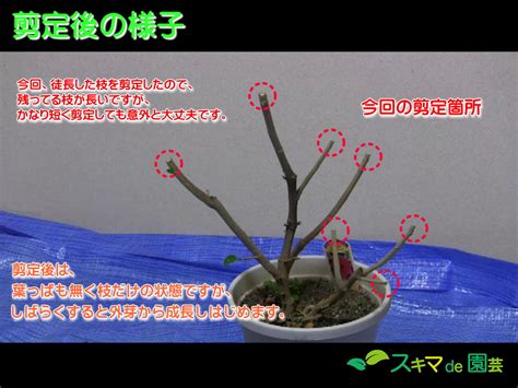 鉢植えハイビスカスの剪定方法
