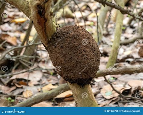 Spherical Tree Termite Nest On A Dry Branch Colombia Stock Image
