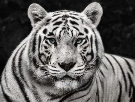 David Yarrow Mohan African Wildlife Gib Singleton Gallery