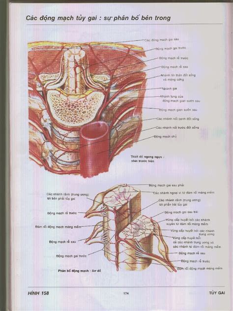Tài liệu ôn thi Kho tài liệu y khoa Trang 3