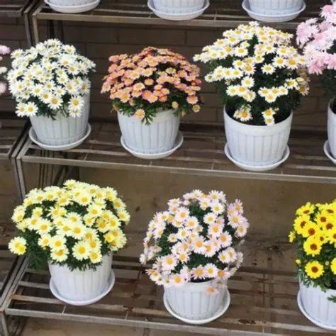 秋天养花盆栽这4样正好植株生长旺盛天天都能收获好心情 花卉