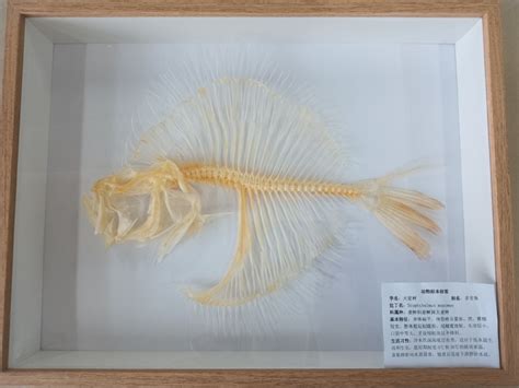 巢湖学院举办第七届大学生生物标本制作大赛暨2023年安徽省大学生生物标本制作大赛选拔赛