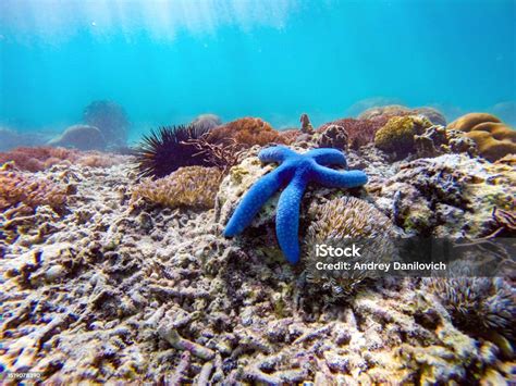 水中のサンゴ礁の黒ウニとアネモネの青いヒトデ イソギンチャクのストックフォトや画像を多数ご用意 イソギンチャク カラー画像