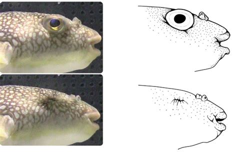 フグはどうやって眼をつむる？ 水族館で出会った身近な魚のミステリー Academist Journal