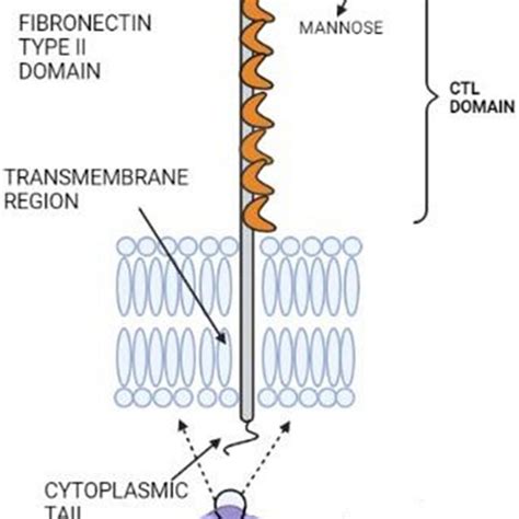 The Structure Of A C Type Lectin Asialoglycoprotein Receptor And The Download Scientific