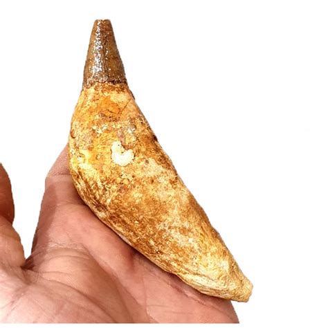 Acrophyseter Deinodon Whales Tooth