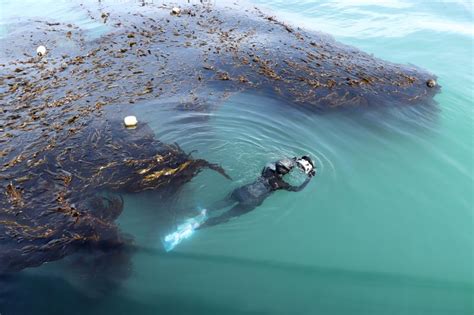 samuel obeng boamah on linkedin kelpblue sustainability climateaction makingadifference