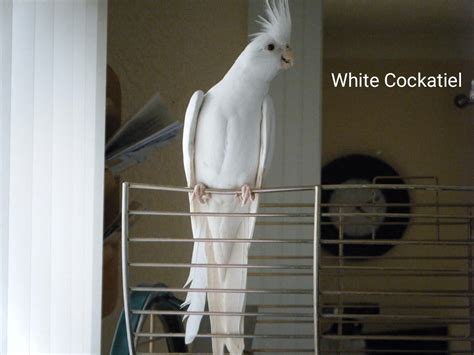 White Cockatiel White Faced Cockatiel Personality Facts Diet And