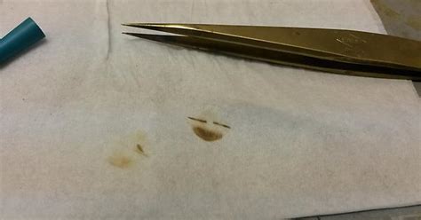 Toasted Scorch Mark Imgur