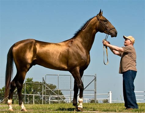 Découvrez des chevaux dorés la plus belle race de chevaux au monde