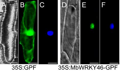 Subcellular Localization Of Mbwrky46 Protein They Were Observed Under Subcellular Localization Of Mbwrky46 Protein They Were Observed Under