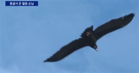 몽골서 찾아온 독수리 2천여 마리 고성서 겨울 나기