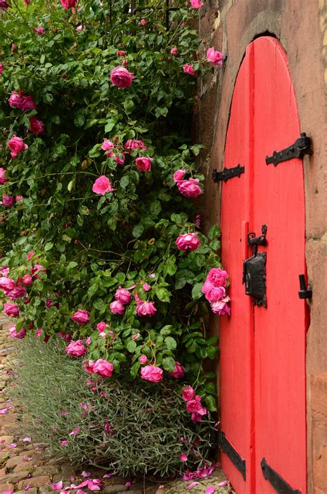 Rosebush X