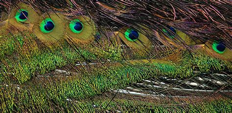 Peacock Feather Peacock Light Green Vector Peacock Light Green Png