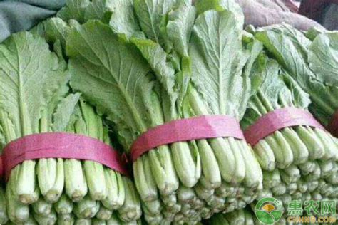 小青菜有哪些常见品种 惠农网