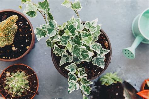 How To Grow And Care For English Ivy