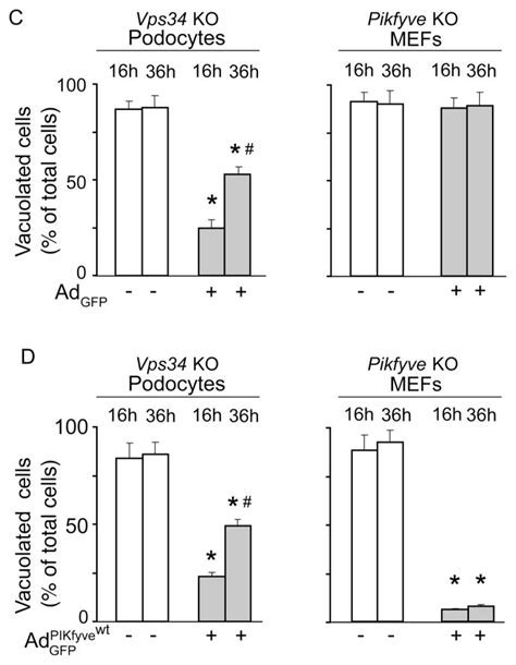 Class Iii Pi 3 Kinase Is The Main Source Of Ptdins3p Substrate And