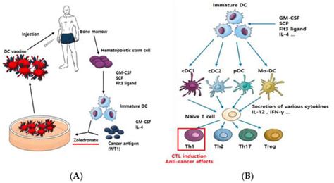 IJMS Free Full Text WT1 Pulsed Human CD141 Dendritic Cell Vaccine