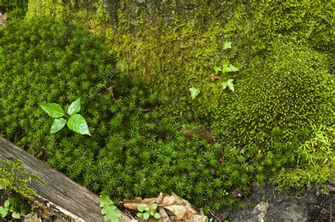 Bank Haircap Moss Stock Image C057 1233 Science Photo Library