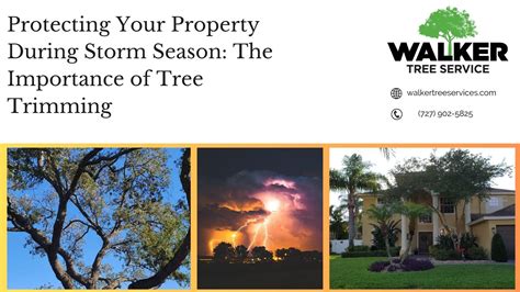 Protecting Your Property During Storm Season The Importance Of Tree