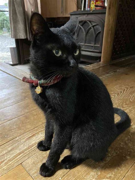 とあるお寺の “般若心経を猫で表した手ぬぐい” が良すぎるから見て 「めっちゃ面白いし欲しい笑」 ガールズちゃんねる Girls