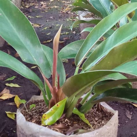 Jual Tanaman Phillo Karet Shopee Indonesia