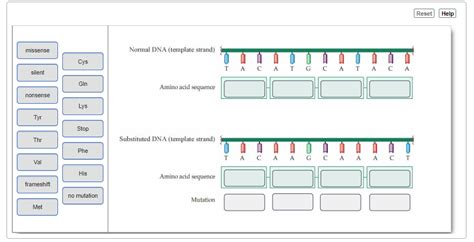 Solved The Template Strand Of A Dna Segment Has The Base Course Hero