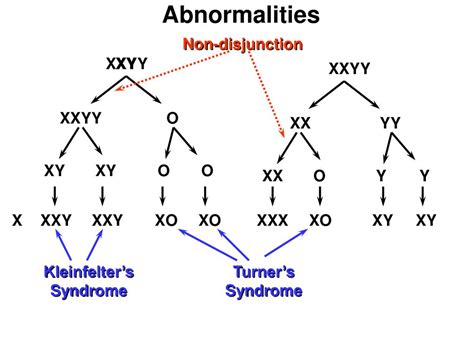 Lecture 17 Gametogenesis At The Chromosomal Level Mitosis And Meiosis