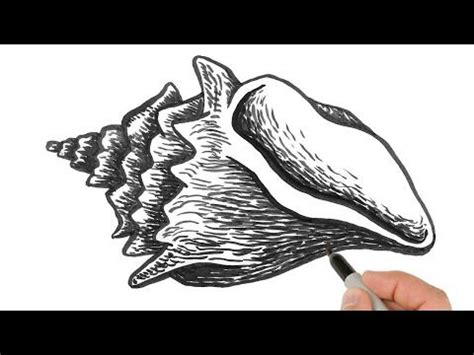 How To Draw A Shell Ink Painting And Drawing Ink Painting Ink Drawing Painting Drawing