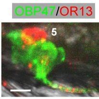 Combined WM FIHC Using The Antiserum Against AgOBP47 And WM FISH