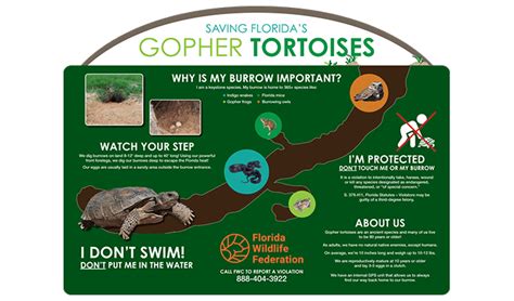 Shell Ebrating The Gopher Tortoise