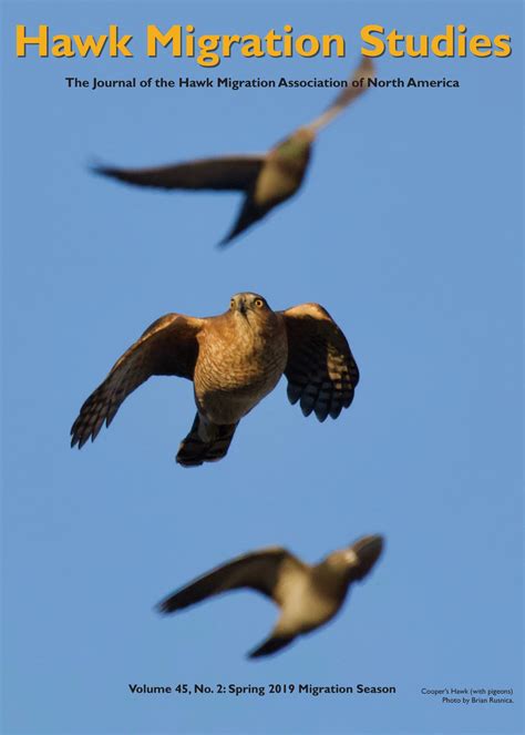 Hawk Migration Studies Hawk Migration Association