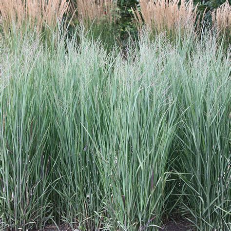 Buy Switch Grass Panicum Virgatum Heavy Metal