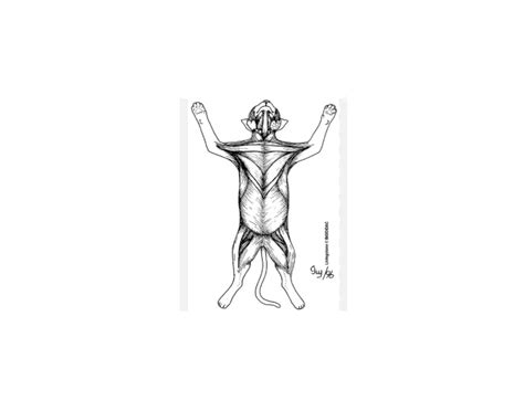 Posterior Cat Muscle Anatomy Quiz