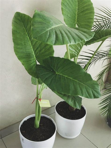 Oreja De Elefante Premium Clorofila Plantas