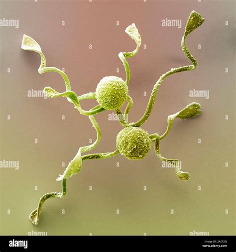 Horsetail Spores Coloured Scanning Electron Micrograph Sem Of Spores