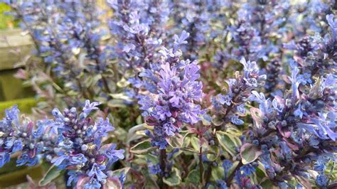 How To Plant Grow And Care For Bugleweed Ajuga