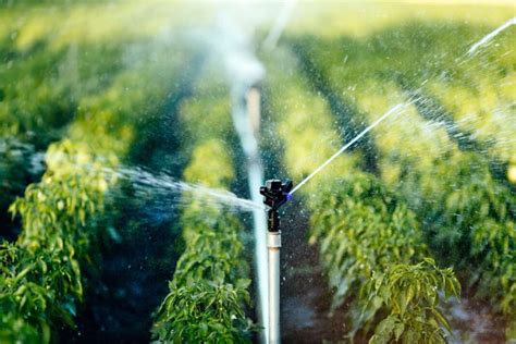 Ultimate Guide To Drip Irrigation Vs Sprinkler Irrigation