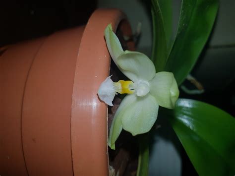 Re Phal Micholitzii 4
