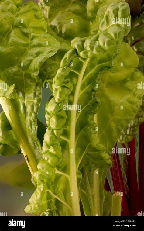 Very Close Up Vegetable Food Still Life Of The Superfood Swiss Chard
