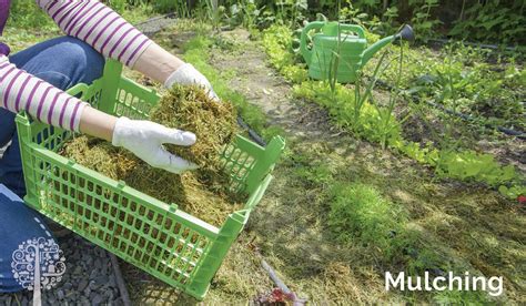 Tips For Removing Weeds From The Garden Garden Culture Magazine