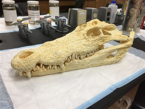 Classification Flashcards Quizlet