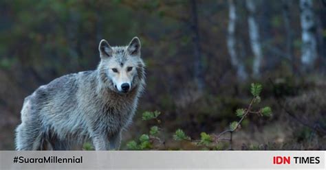 10 Fakta Mutasi Hewan Akibat Radiasi Nuklir Di Chernobyl
