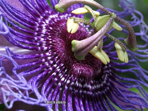 Discovering Passion The Flowers Of Passiflora