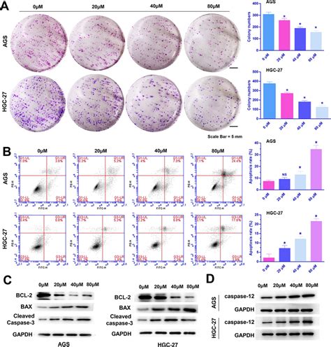 Isoquercitrin Suppresses Gc Cell Proliferation And Induces Apoptosis In