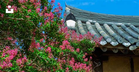 꽃밭이 있는 건물 사진 Unsplash의 무료 대구 이미지