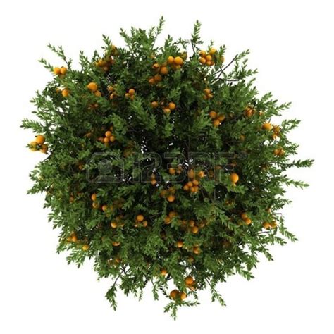 Texture Photoshop Tree Photoshop Psd Texture Photoshop Actions Trendy Tree Plant Painting