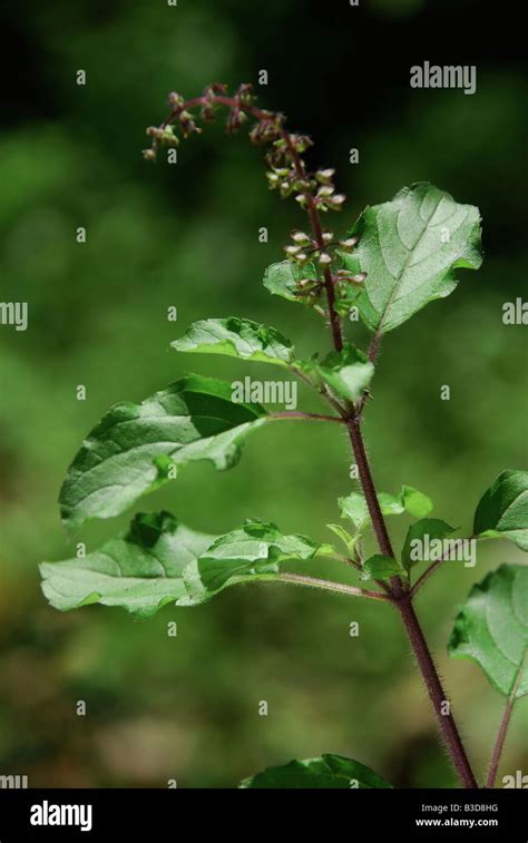 Plant Tulsi Or Holy Basil Ocimum Sanctum Tulsi Tulasi Or Holy Basil Has