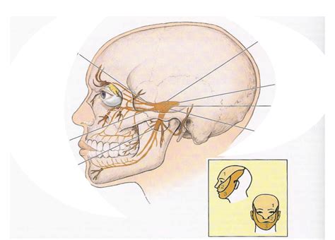 Trigeminal Nerve